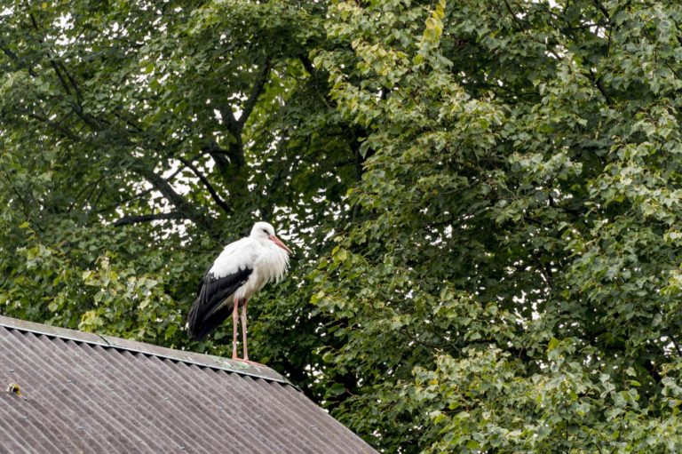 A Complete Guide to The Wild Region Of Podlasie, Northeastern Poland.